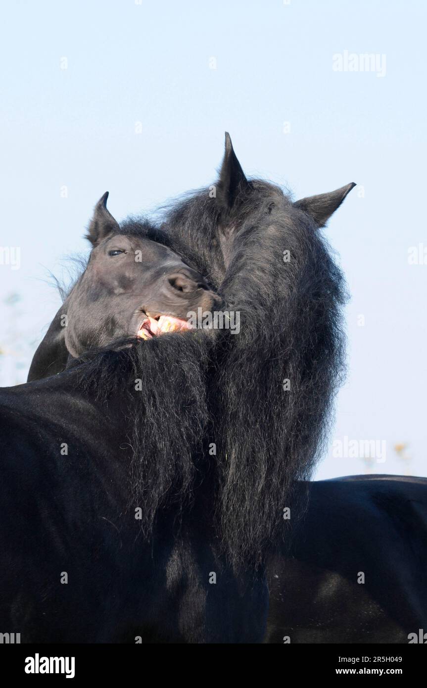 Friesian, social grooming, mane crawling, black horse Stock Photo - Alamy
