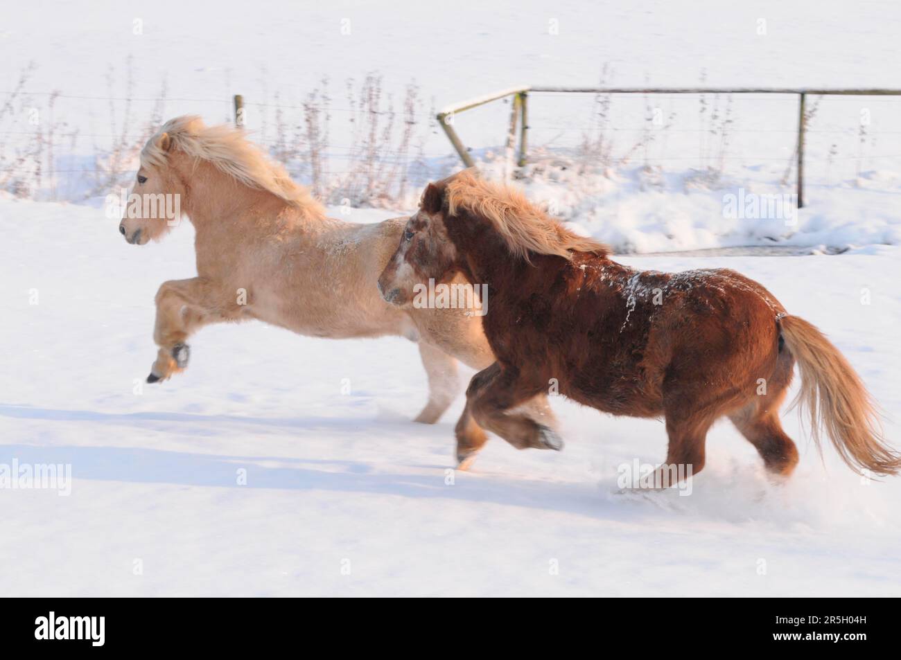 Icelandic ponies, Icelandic horse, Icelandic, old horses Stock Photo ...