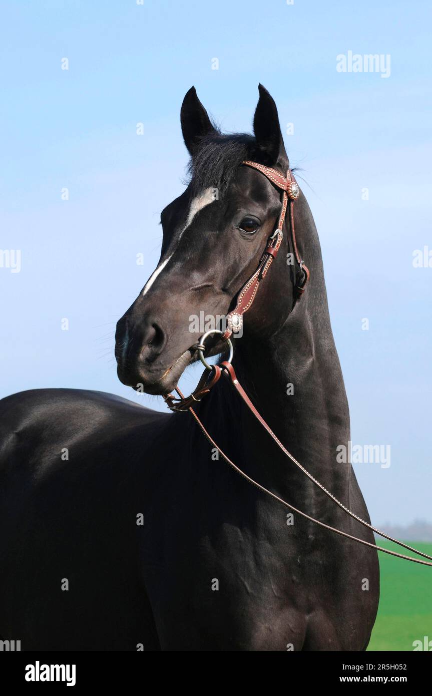 American Quarter Horse, Mare, Black, Bridle, Water Snaffle Stock Photo ...