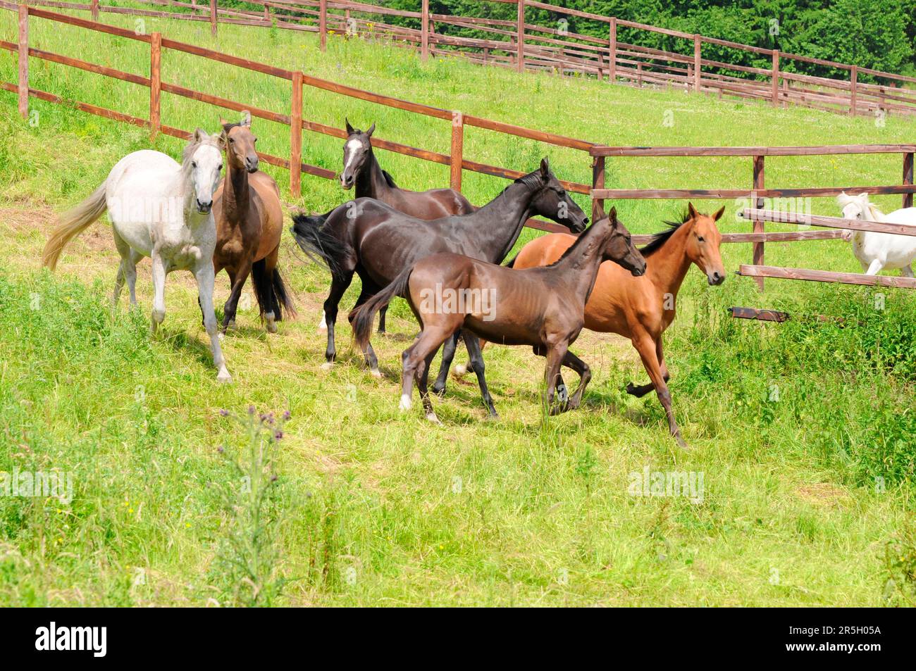 Achal teke horse hi-res stock photography and images - Alamy