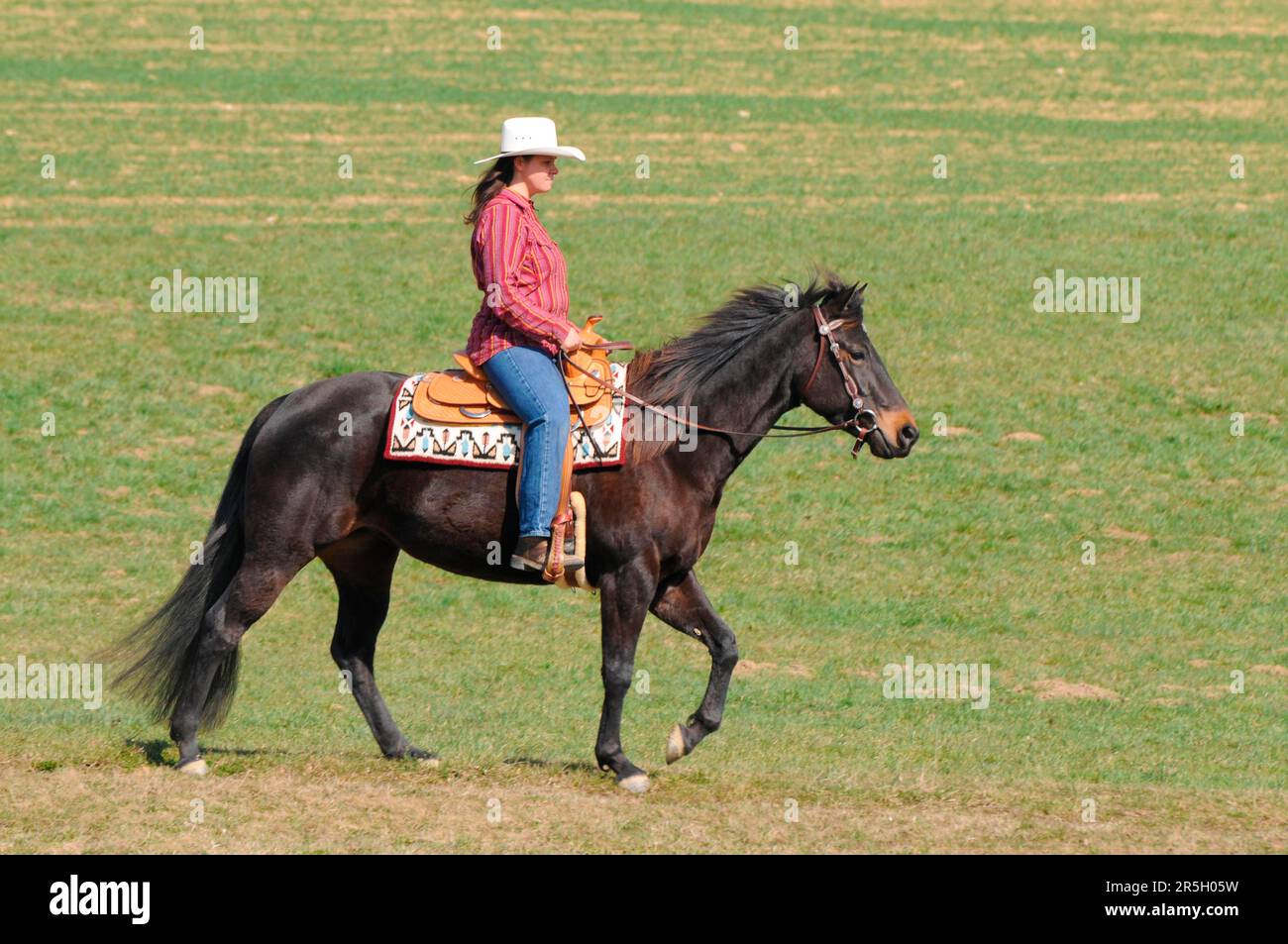 Woman riding American Quarter Horse, mare, walk, lateral Stock Photo ...
