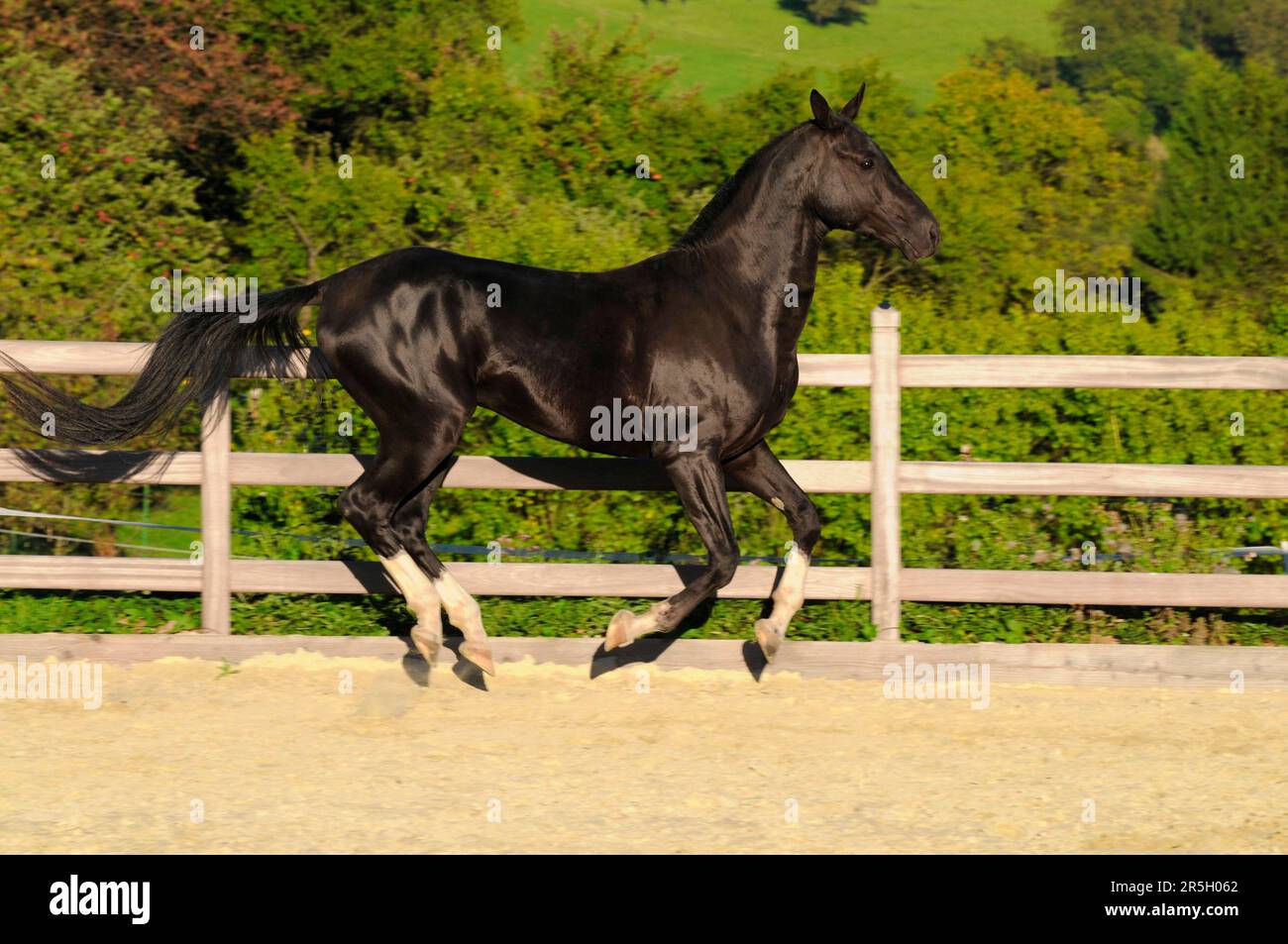 Achal-Tekkiner, stallion, black stallion, lateral Stock Photo - Alamy