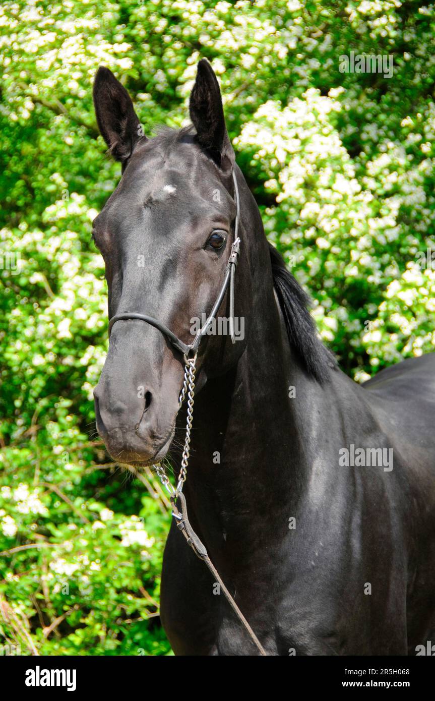 Achal-Tekkiner, Stallion, Black stallion, Halter Stock Photo - Alamy
