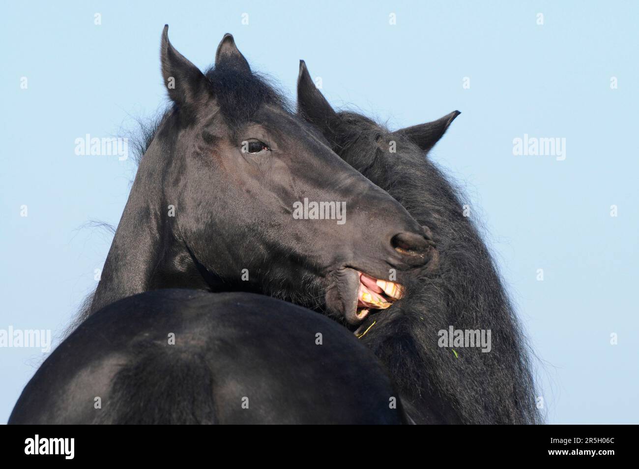 Friesian, social grooming, mane crawling, black horse Stock Photo - Alamy
