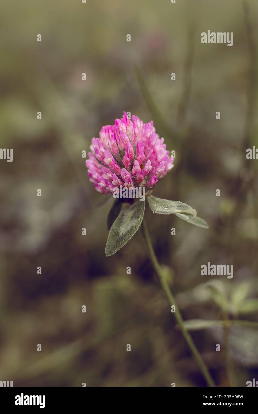 Puple rain hi-res stock photography and images - Alamy