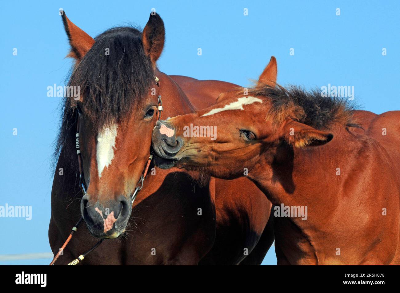Palatinate-Ardennes cold-blooded stallion, mare with foal, cold-blooded ...