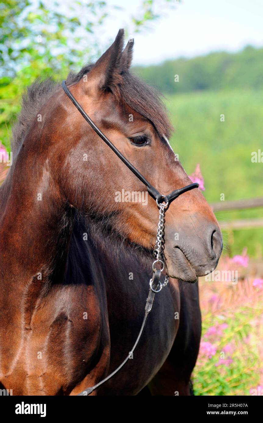 Woman and german riding pony hi-res stock photography and images - Alamy