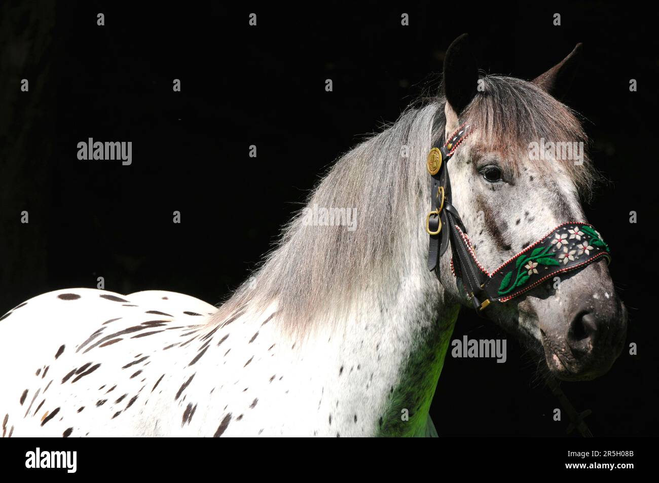 Noriker horse hi-res stock photography and images - Alamy