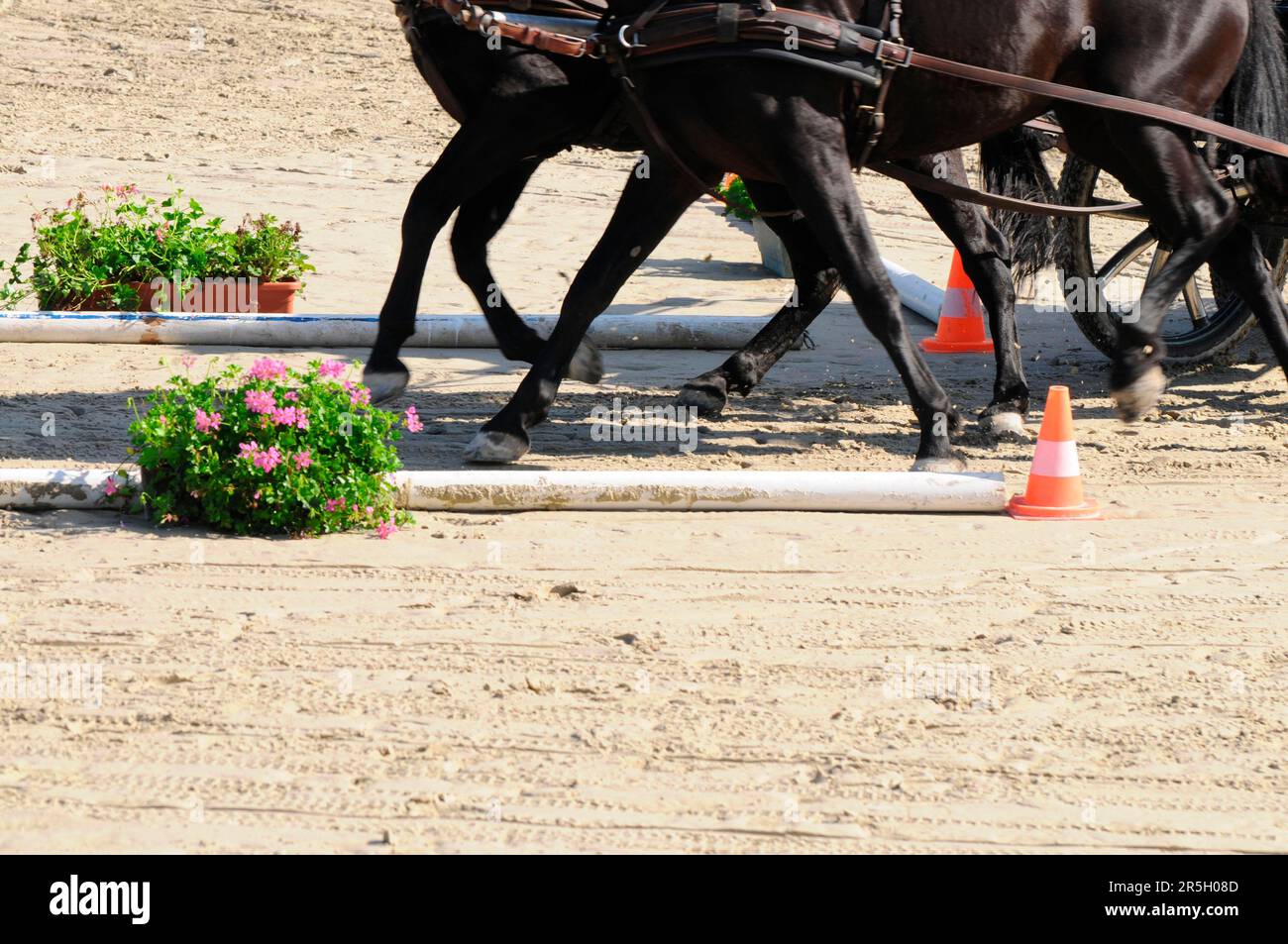 Driving, Two-in-Hand, Breastplate Tension, Black, Obstacle, Obstacle ...