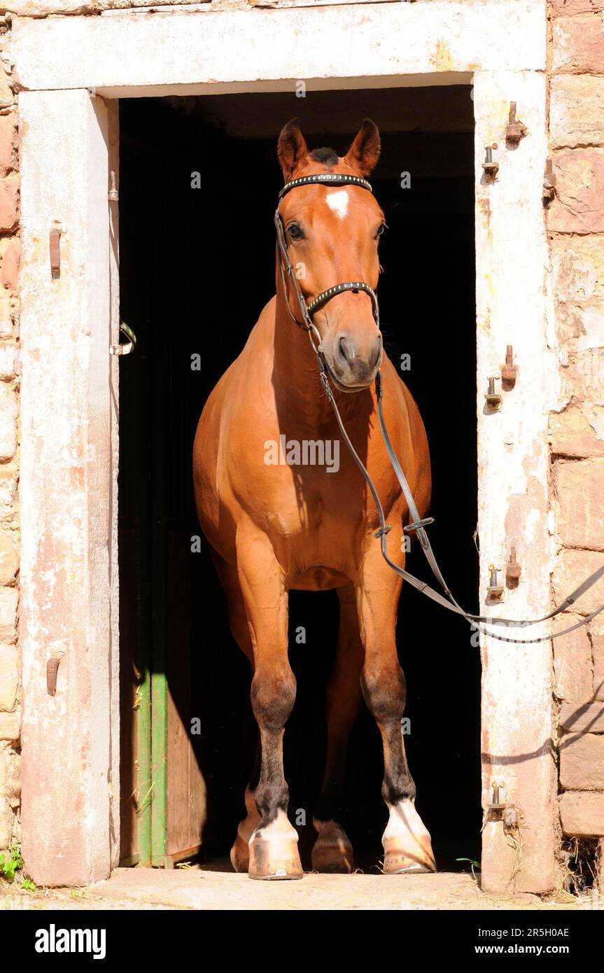 Freiberger, Gelding, Stable Door, FM, Franches Montagnes, Coldblood ...