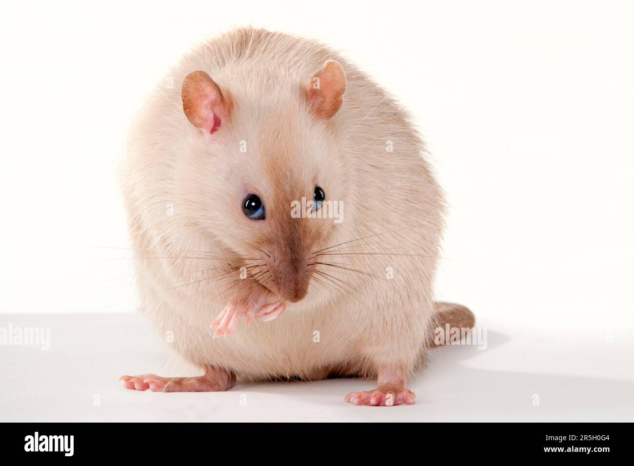 Cute Pet Rats Grooming