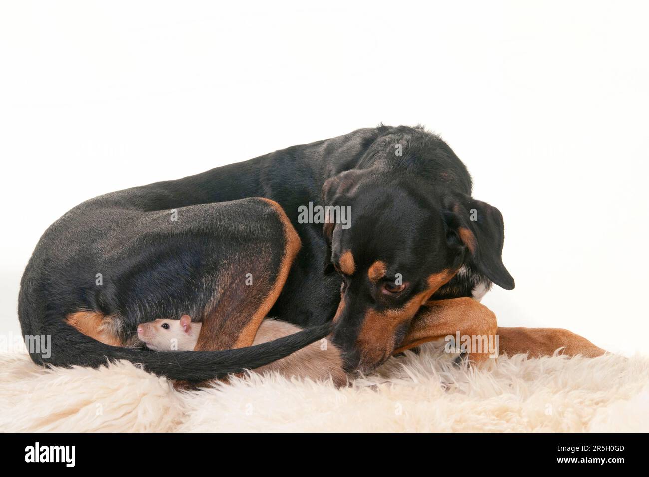 Male rat hi-res stock photography and images - Alamy