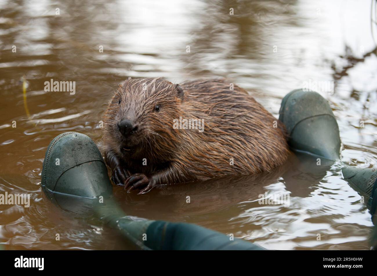 European beaver (Castor fiber), rubber boot, Rosenheim, Bavaria ...