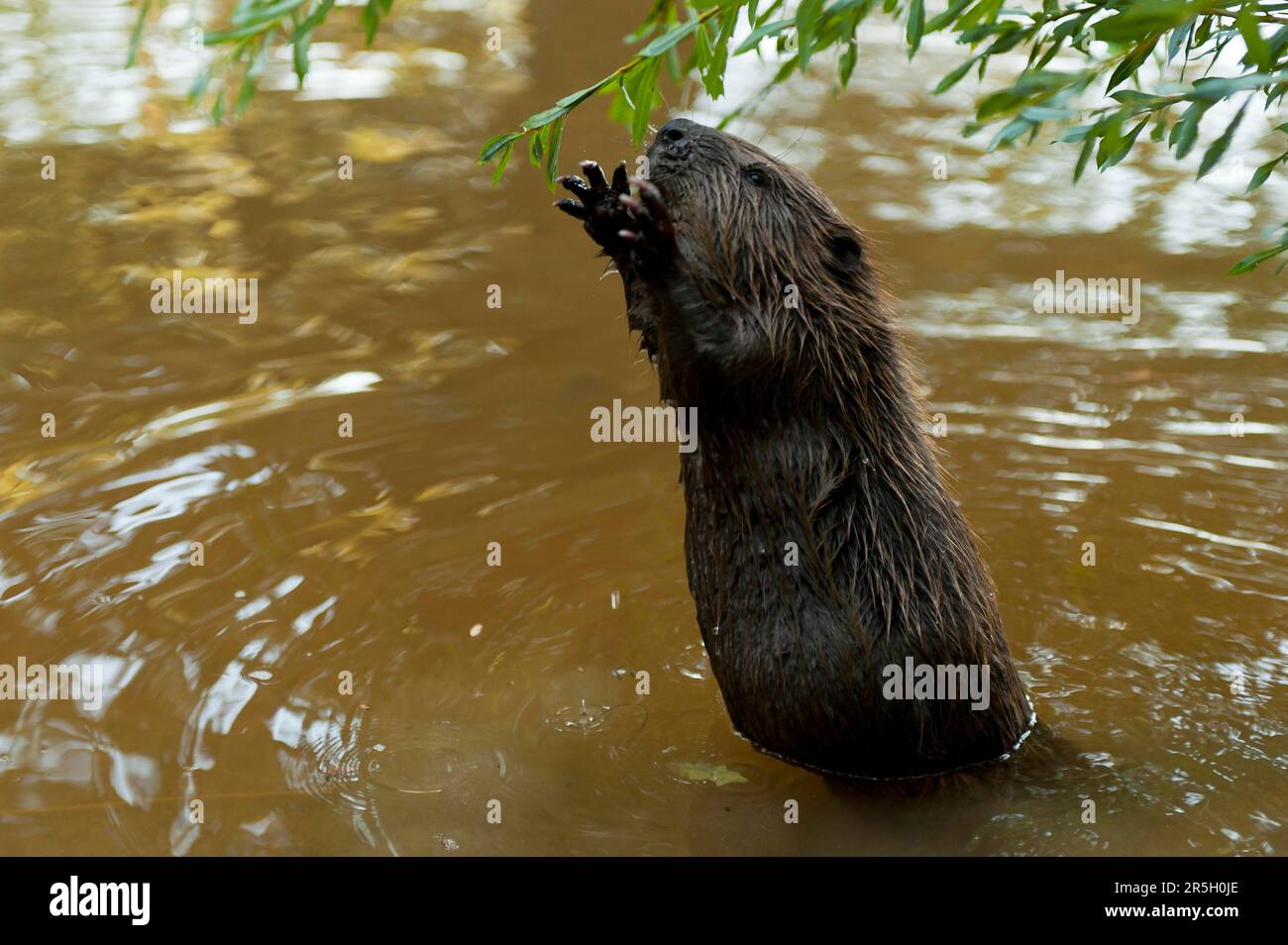 Mature beaver hi-res stock photography and images - Alamy