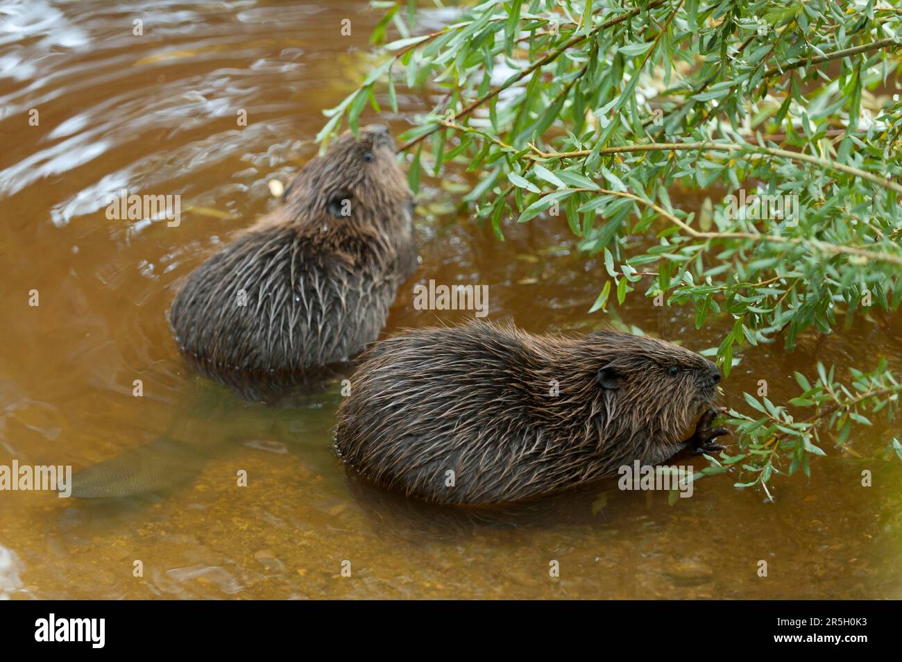 European beaver (Castor fiber), young, Rosenheim, Bavaria, Germany ...