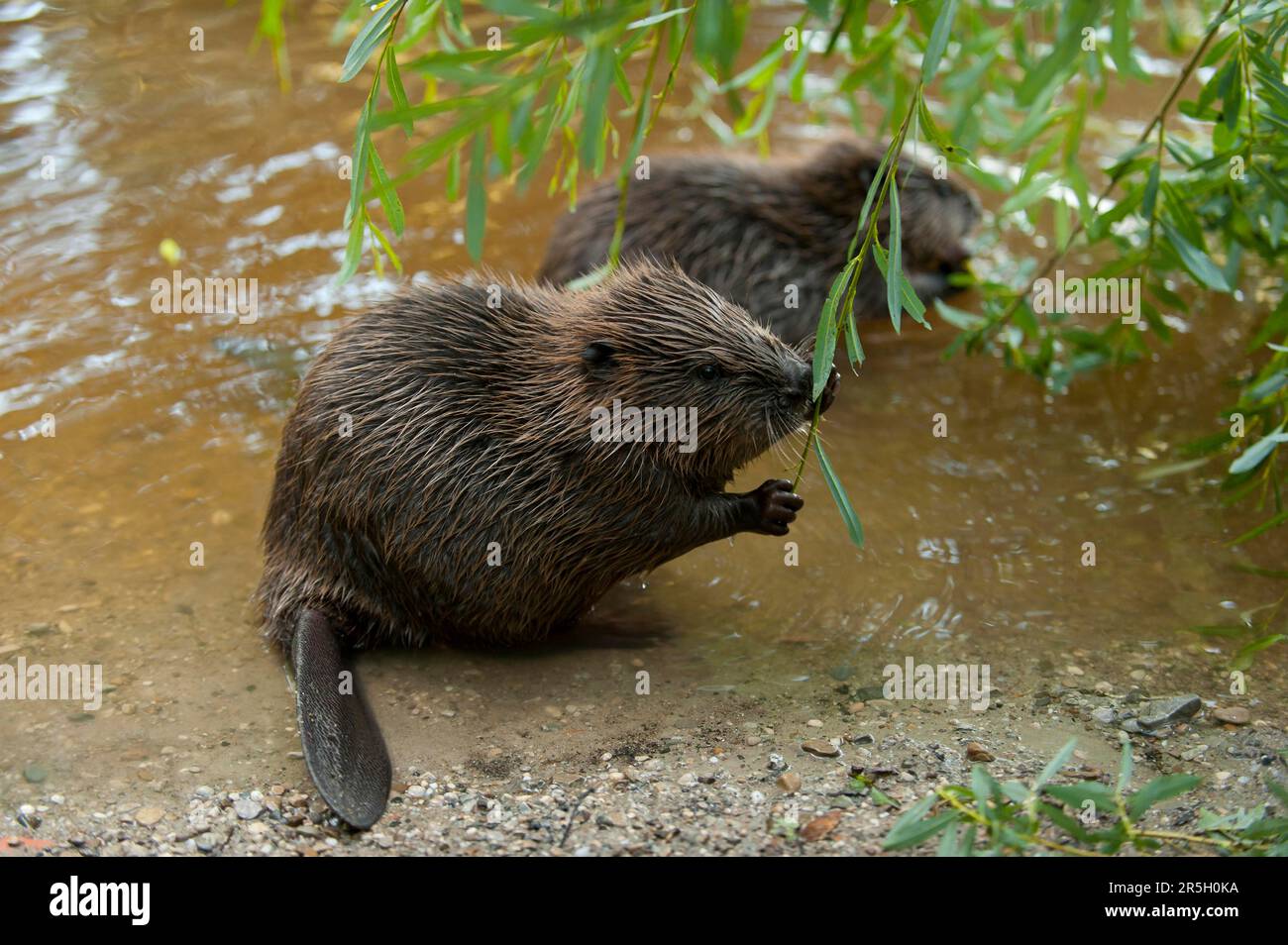 European beaver (Castor fiber), juvenile, Rosenheim, Bavaria, Germany ...