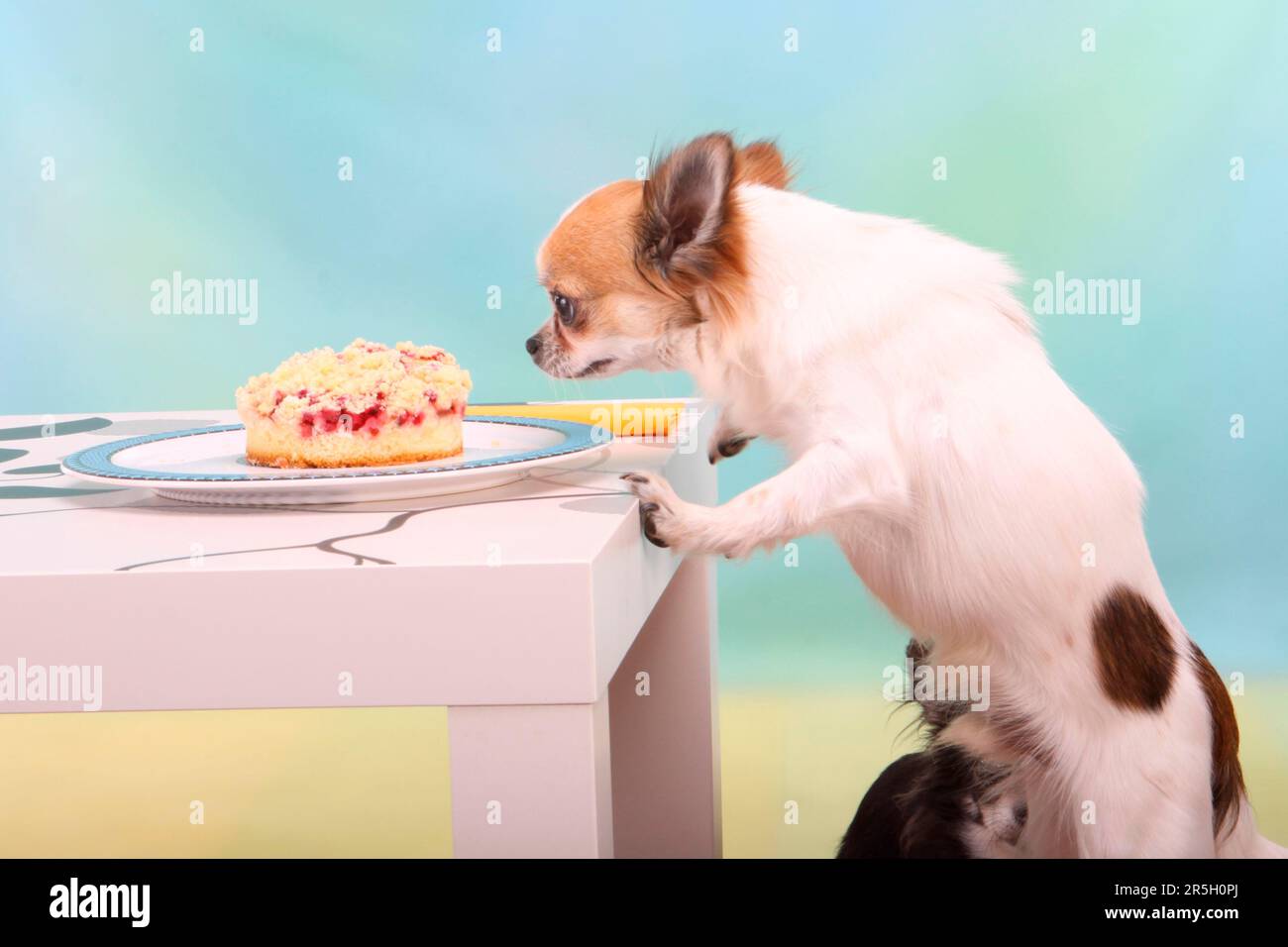 Dog Stealing Birthday Cake