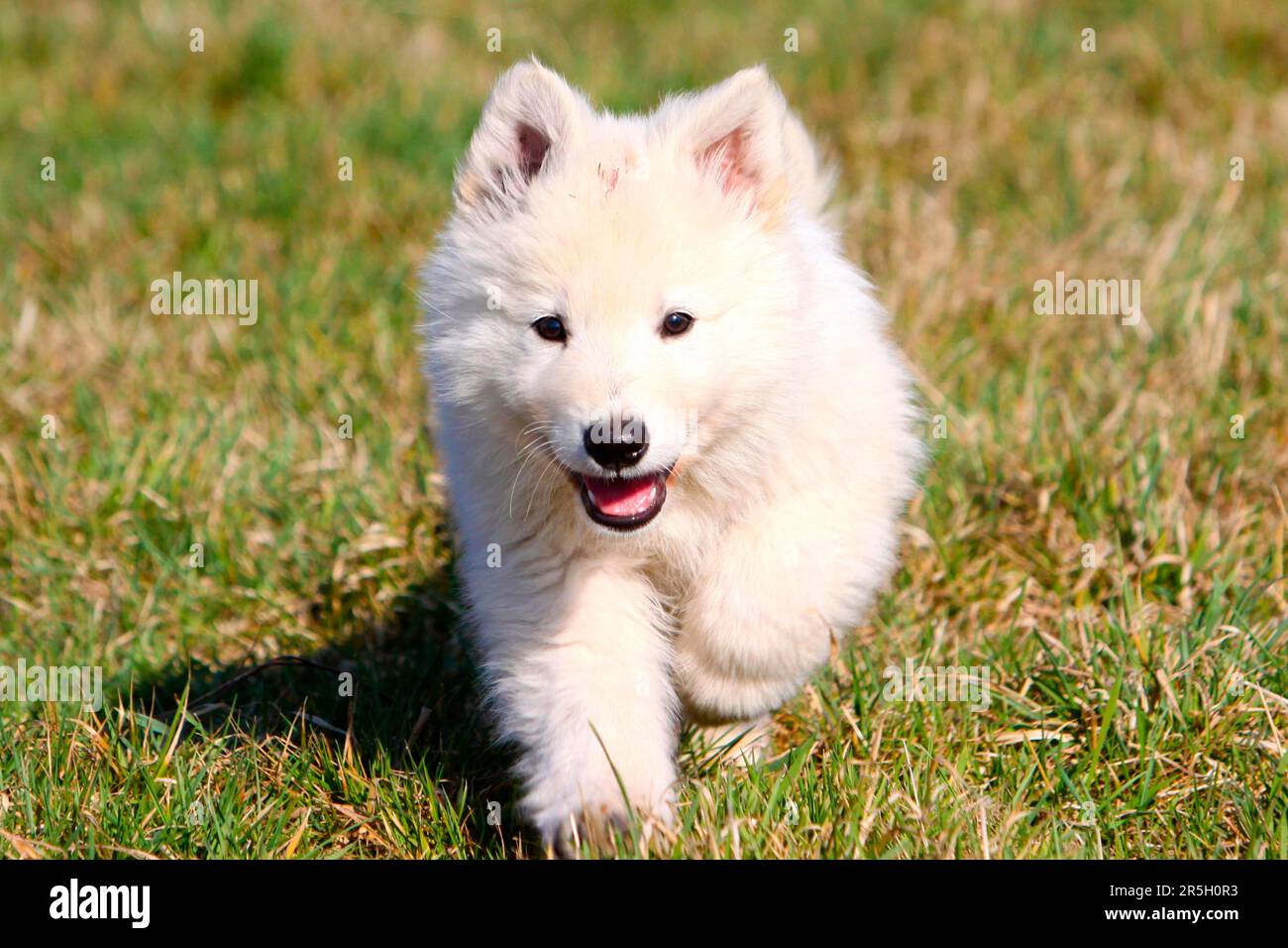 White Swiss Shepherd Dog, Puppy, AC White Shepherd Dog, Berger Blanc ...