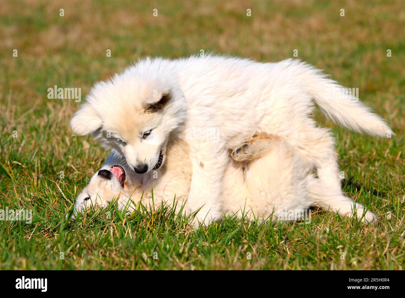 White Swiss Shepherd Dogs, Puppies, White Swiss Shepherd Dog, AC White ...