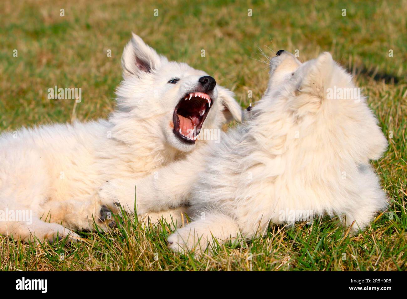 White Swiss Shepherd Dogs, Puppies, White Swiss Shepherd Dog, AC White ...