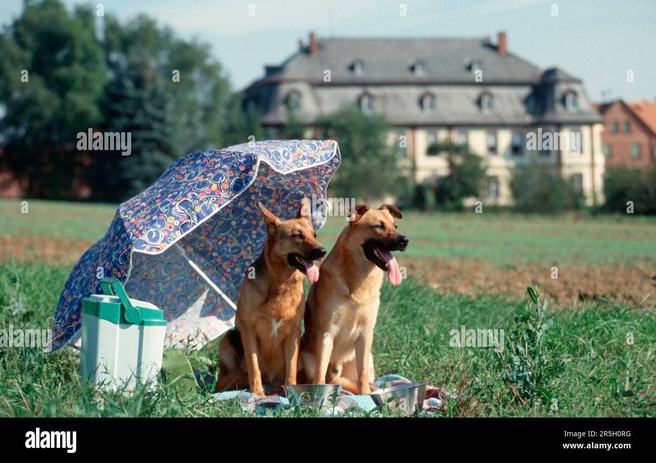 German shepherd dog and mixed-breed dog under parasol next to cool bag ...