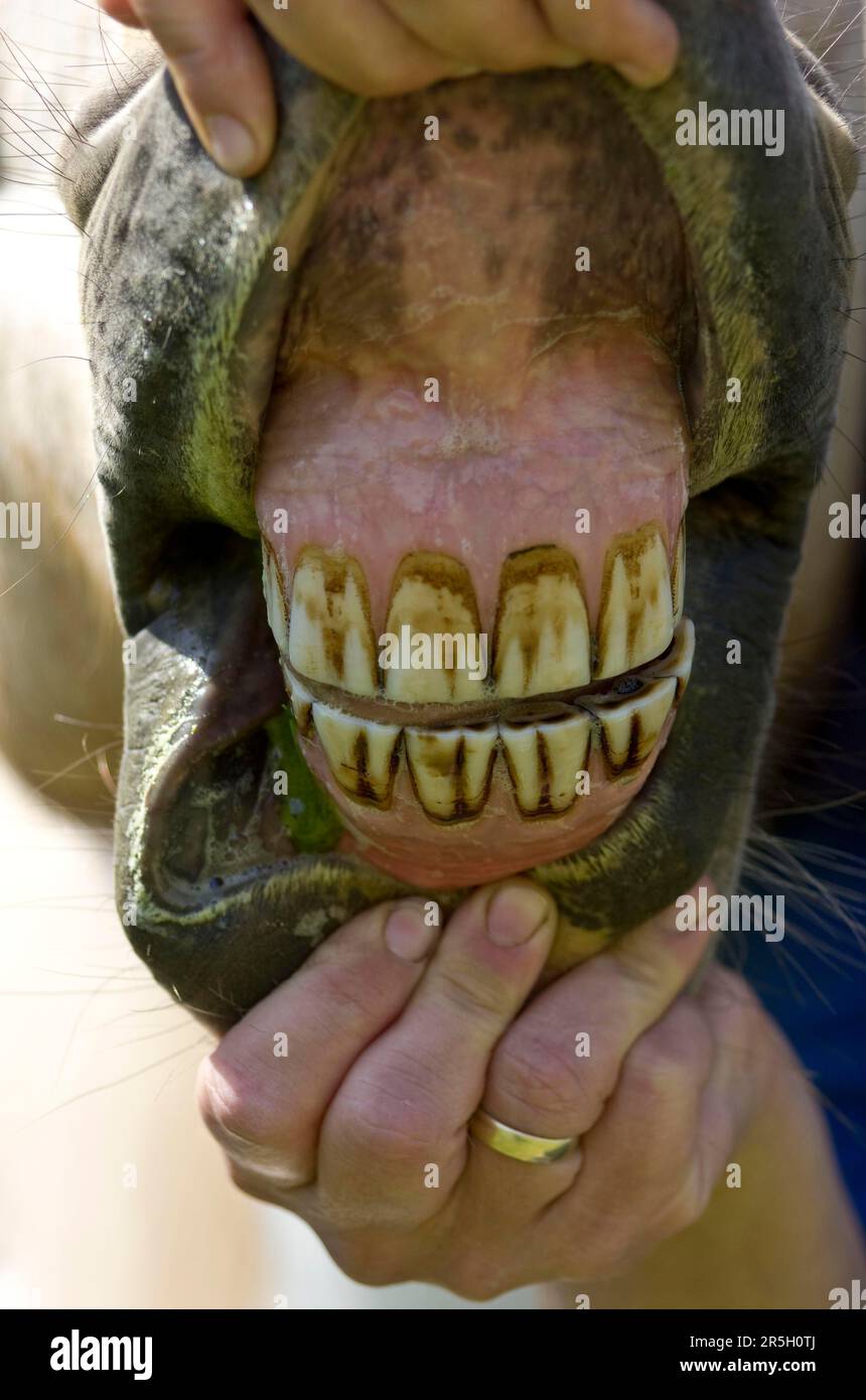 Icelandic pony, bit control, Icelandic horse, Icelander, bit, tooth ...