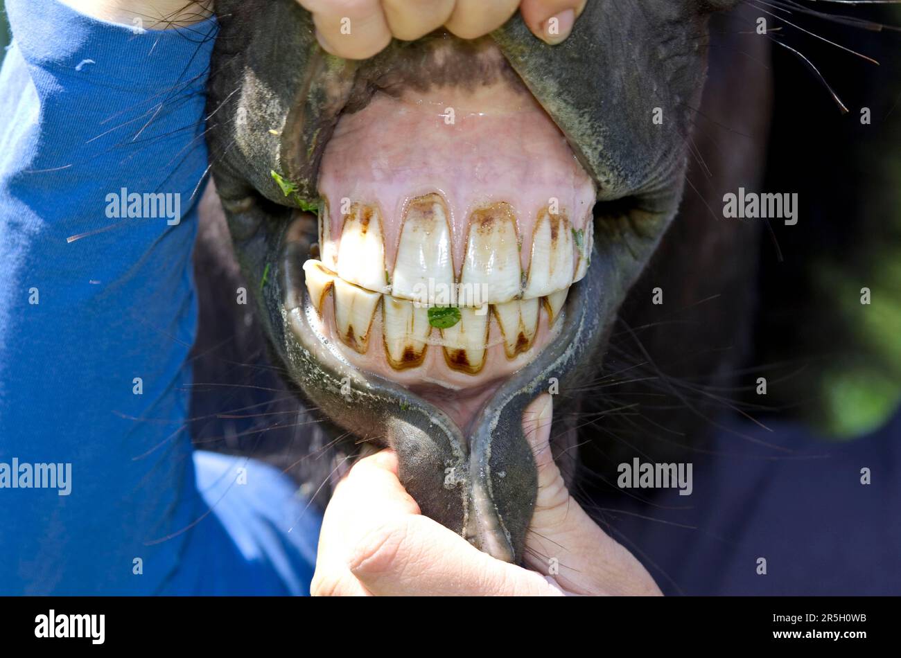 Icelandic pony, bit control, Icelandic horse, Icelander, bit, tooth ...