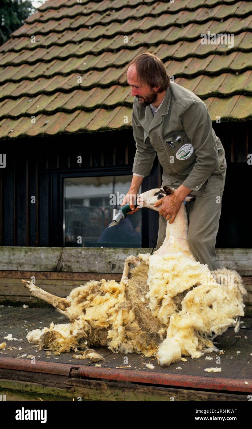Sheep shearing, cutting Stock Photo - Alamy