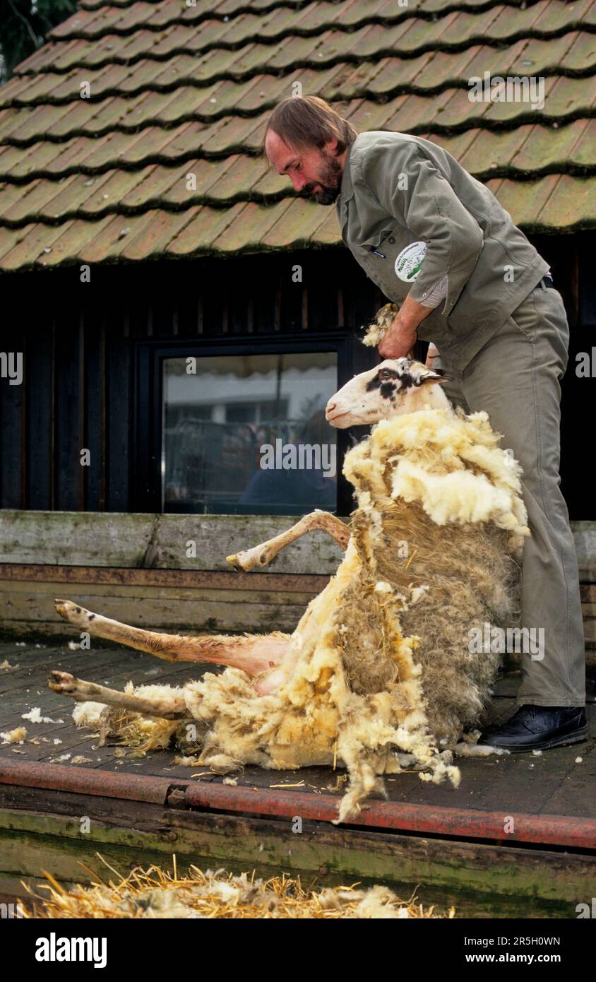 Sheep shearing, cutting Stock Photo - Alamy