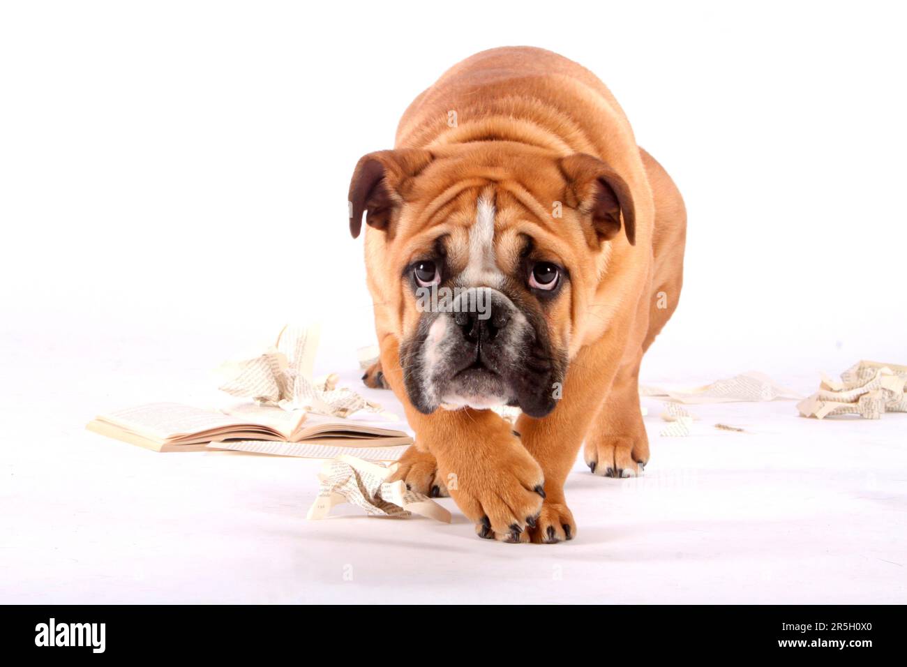 English Bulldog, Torn Book, Naughty, Torn Book, Tattered, Torn ...