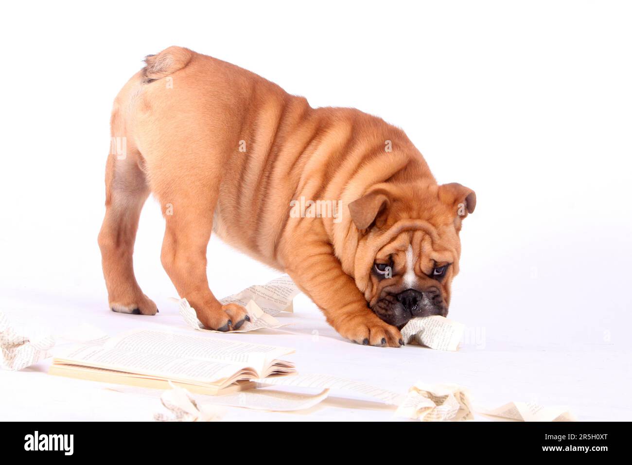 English Bulldog, Torn Book, Naughty, Torn Book, Tattered, Torn ...