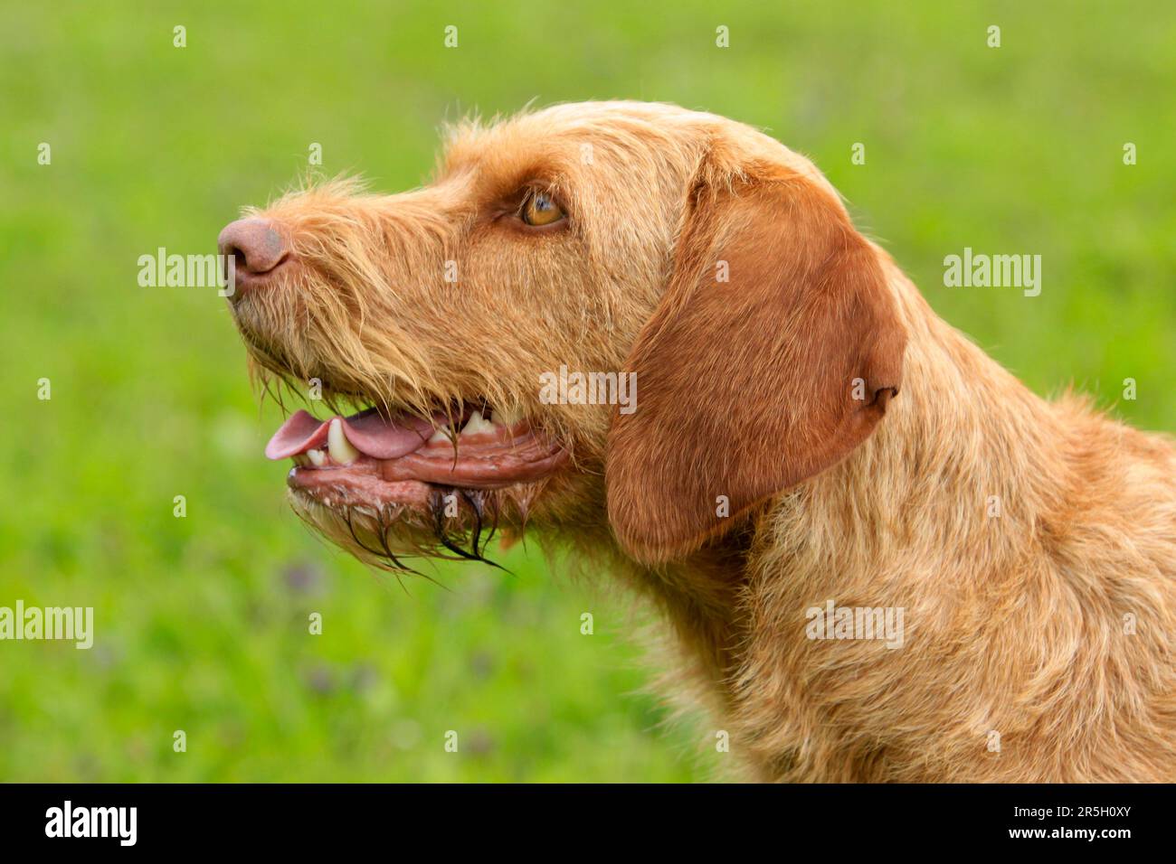 Are Wirehaired Vizsla Noisy