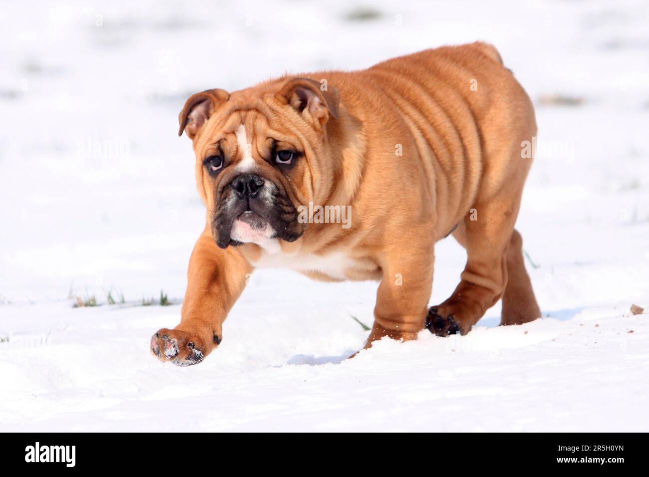 English bulldog winter hi-res stock photography and images - Alamy