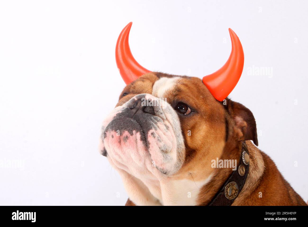 English Bulldog, Collar, Devil Horns, Devil Stock Photo - Alamy