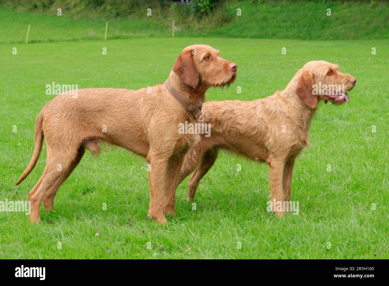 Wire-haired Hungarian Pointers, male and female, wire-haired Vizsla ...