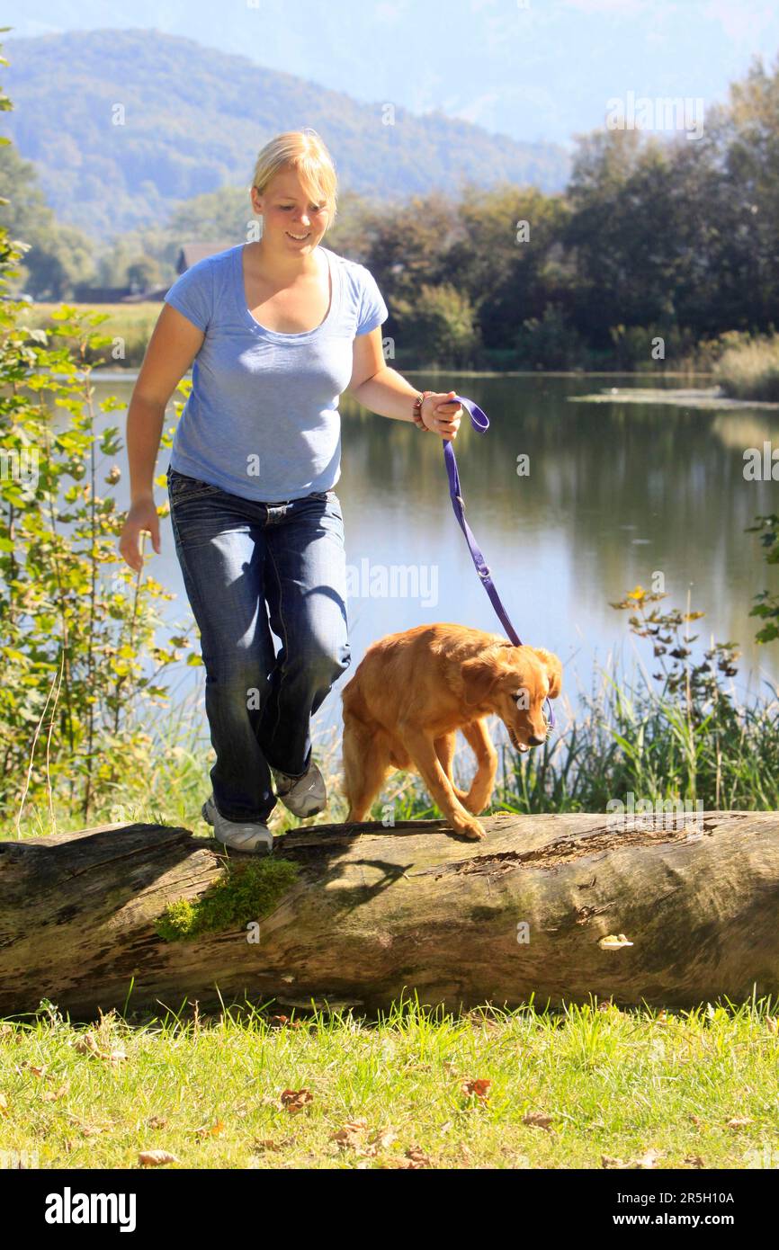 Woman and golden retriever, young dog, climbing over tree trunk, walk ...