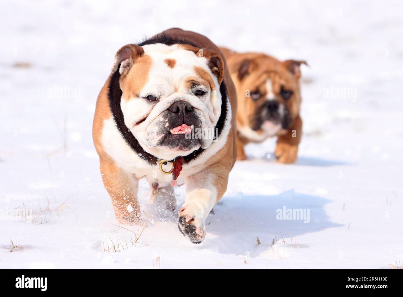 Bulldogs In Snow