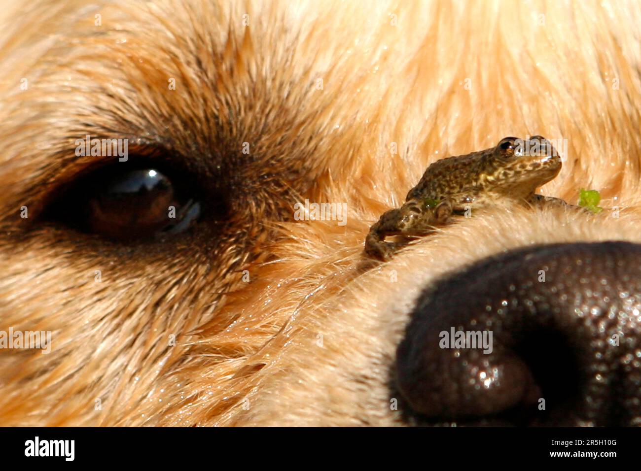 Golden Retriever with frog on nose Stock Photo - Alamy
