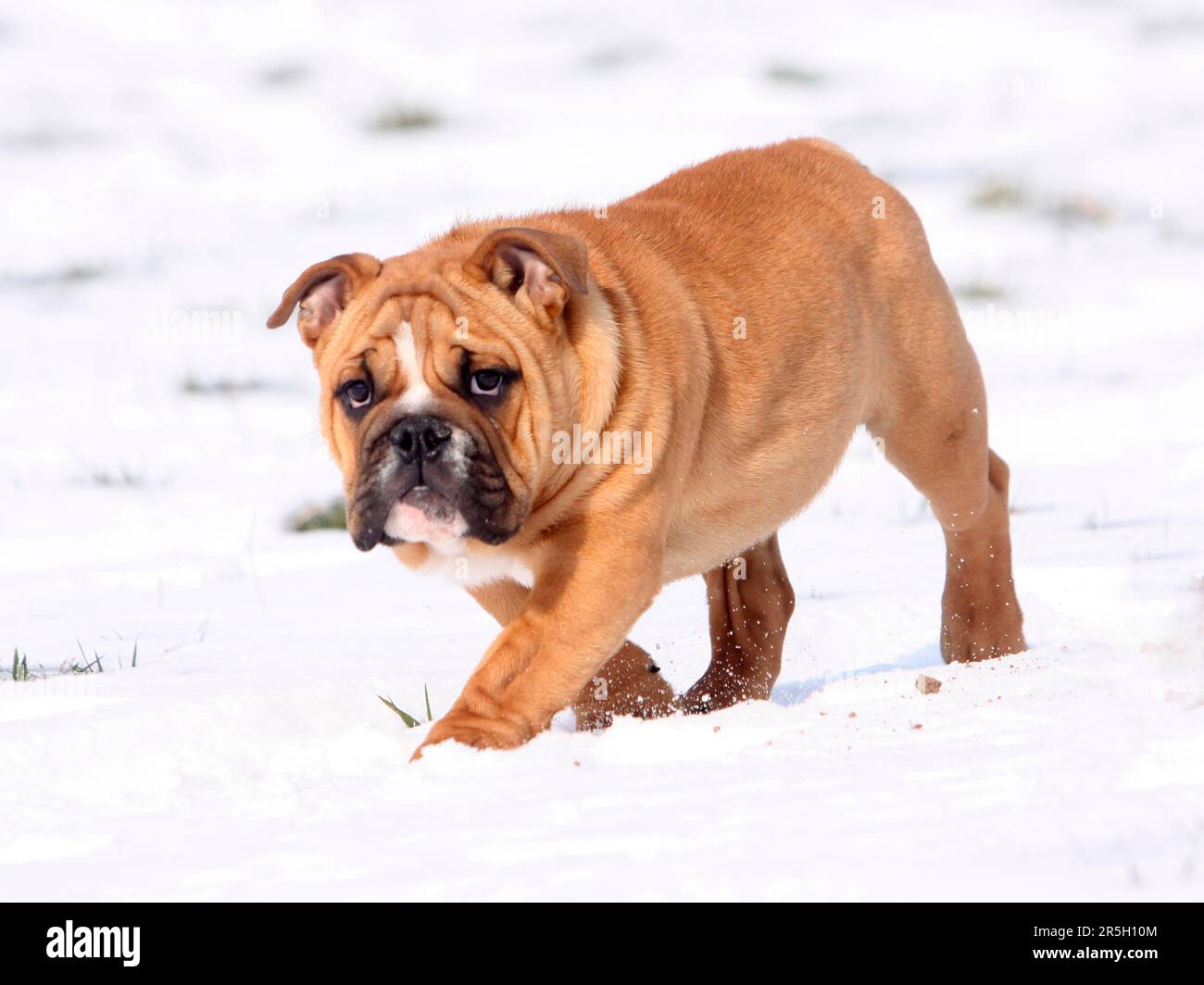 English woman face Cut Out Stock Images & Pictures - Alamy