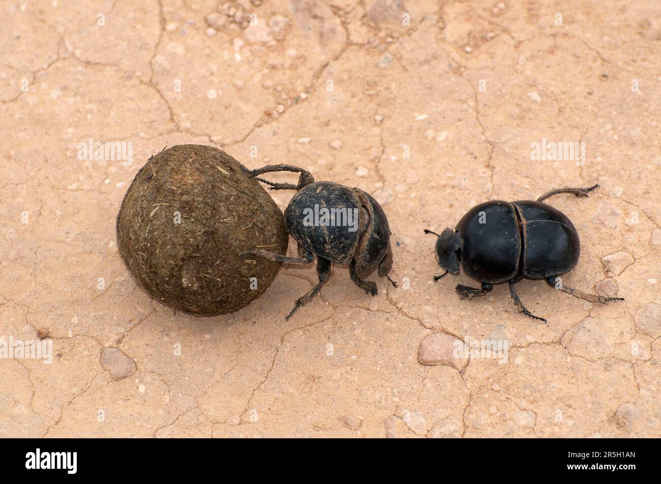 Dung beetle, Addo Elephant National Park, Eastern Cape, South Africa ...