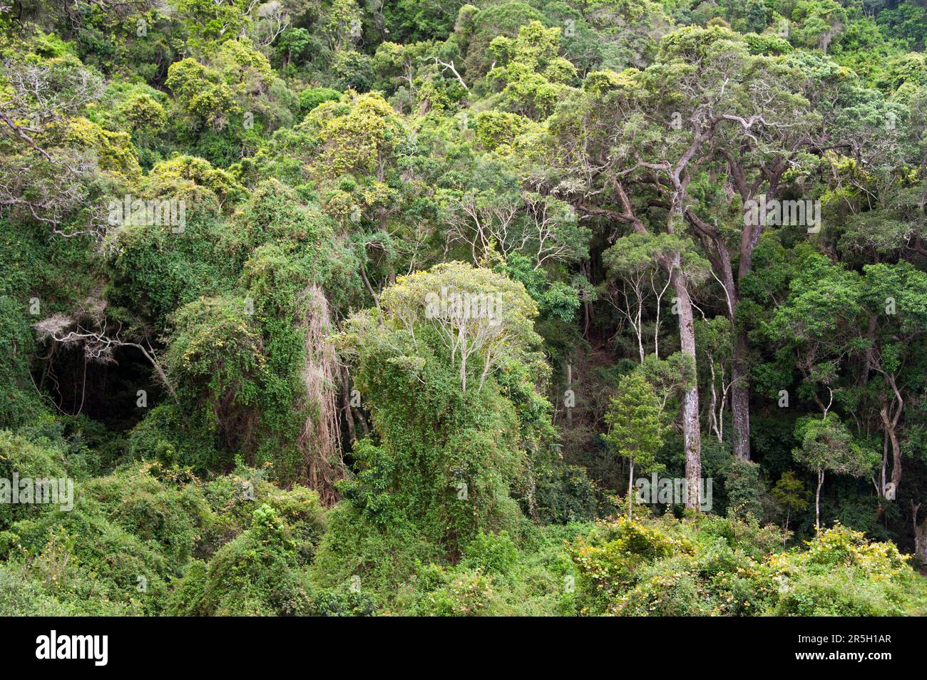 Jungle, Tsitsikamma National Park Route, Eastern Cape, South Africa ...