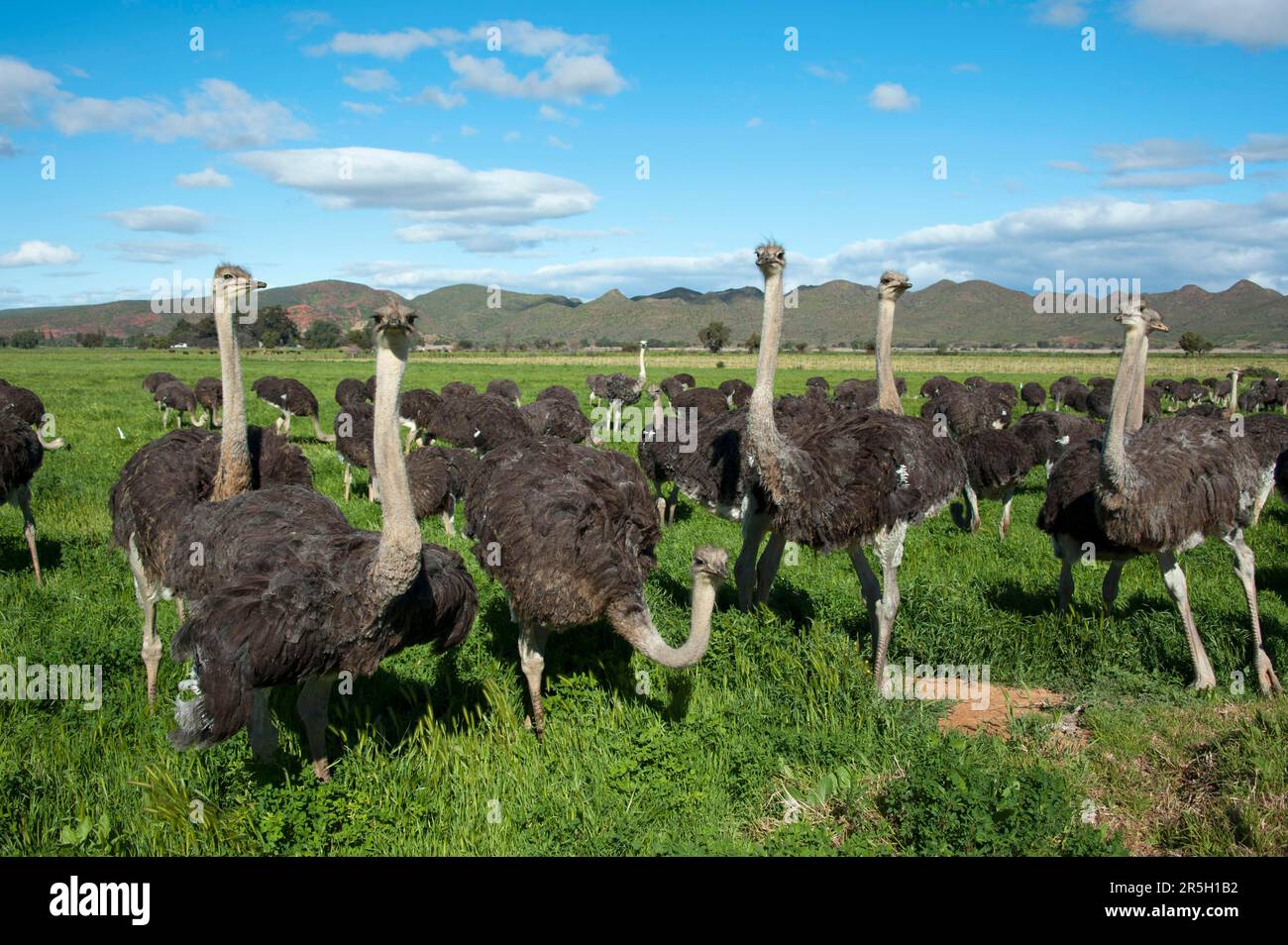 Common ostrich (Struthio camelus), Ostrich Farm, Oudtshoorn, Western ...