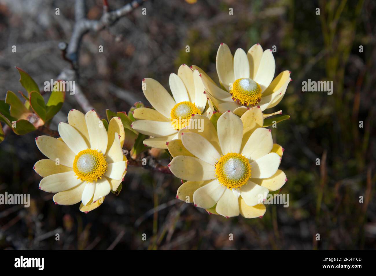 Spicy Cone Bush, Table Mountain, Cape Town, Western Cape, South Africa ...