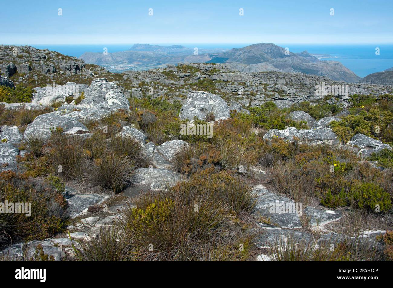 On Table Mountain, Cape Town, Western Cape, South Africa, Table ...
