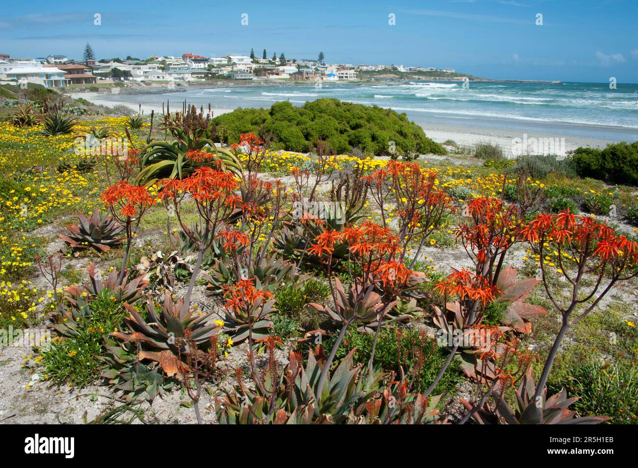 Yzerfontein, Western Cape, South Africa Stock Photo - Alamy