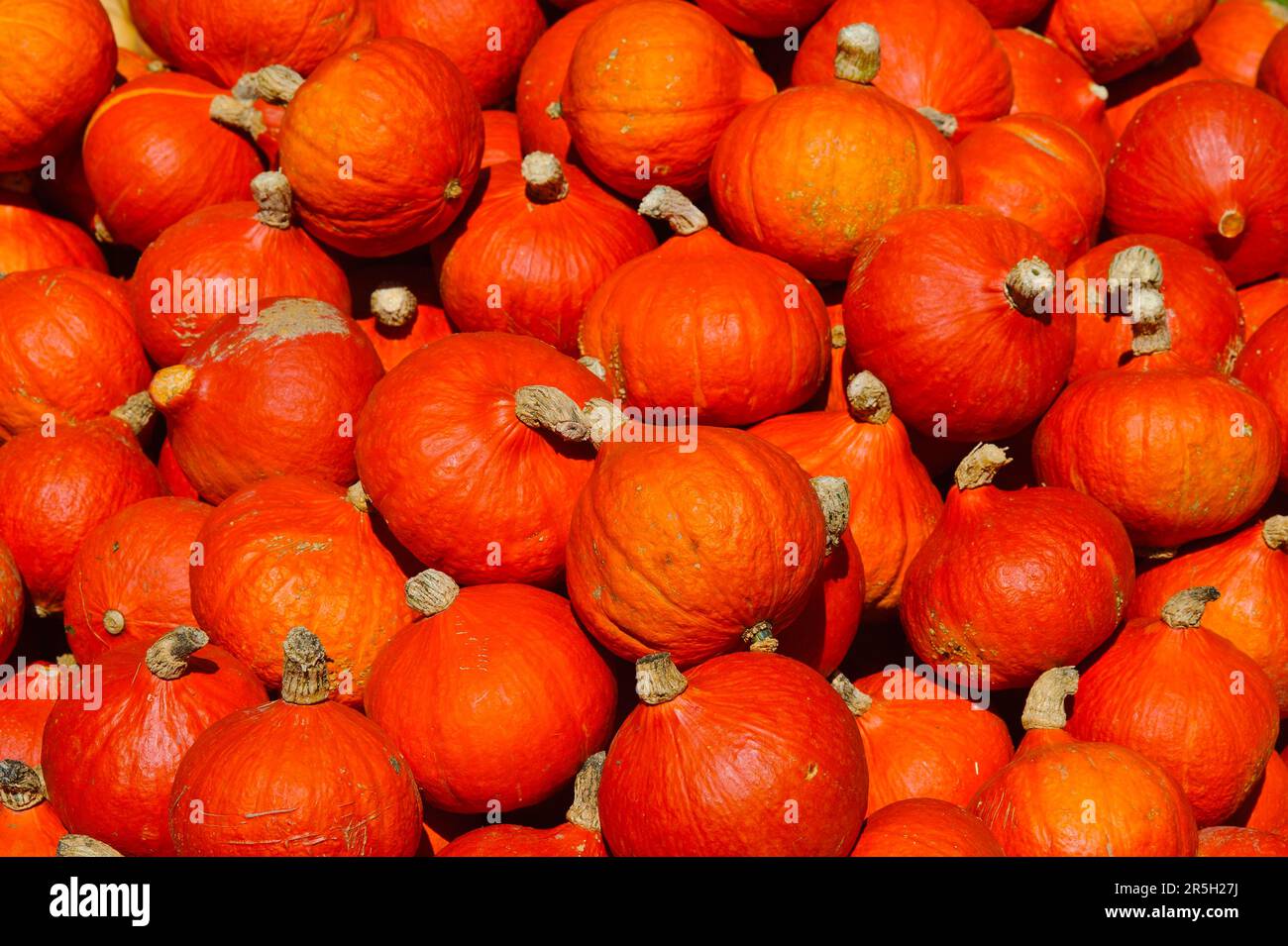 Pumpkins (Cucurbita) Hokkaido, Pumpkins, Squash Stock Photo - Alamy