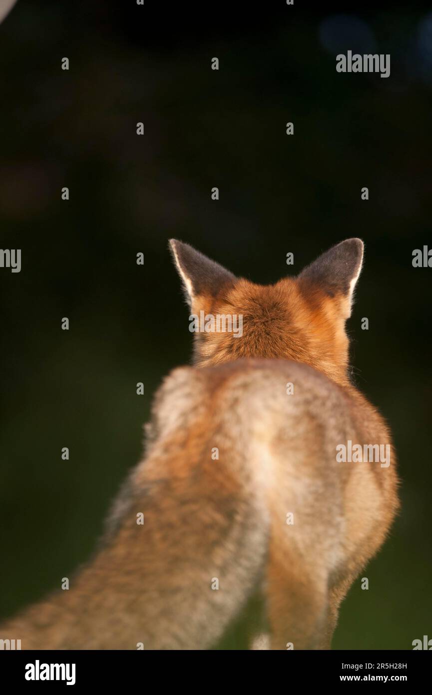 Rear view red fox hi-res stock photography and images - Alamy