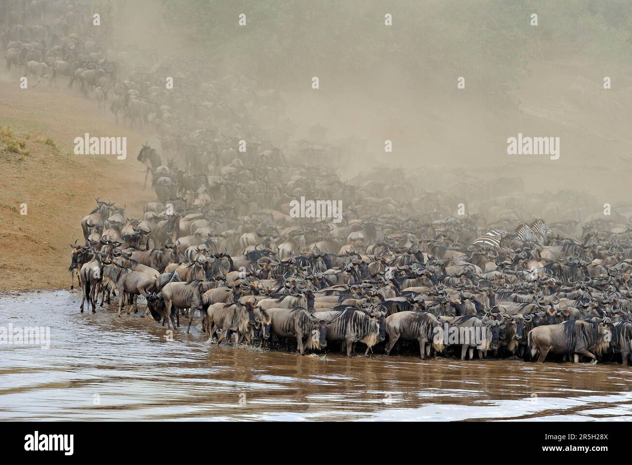 Blue wildebeests (Connochaetes taurinus) crossing Mara River, Maasai ...