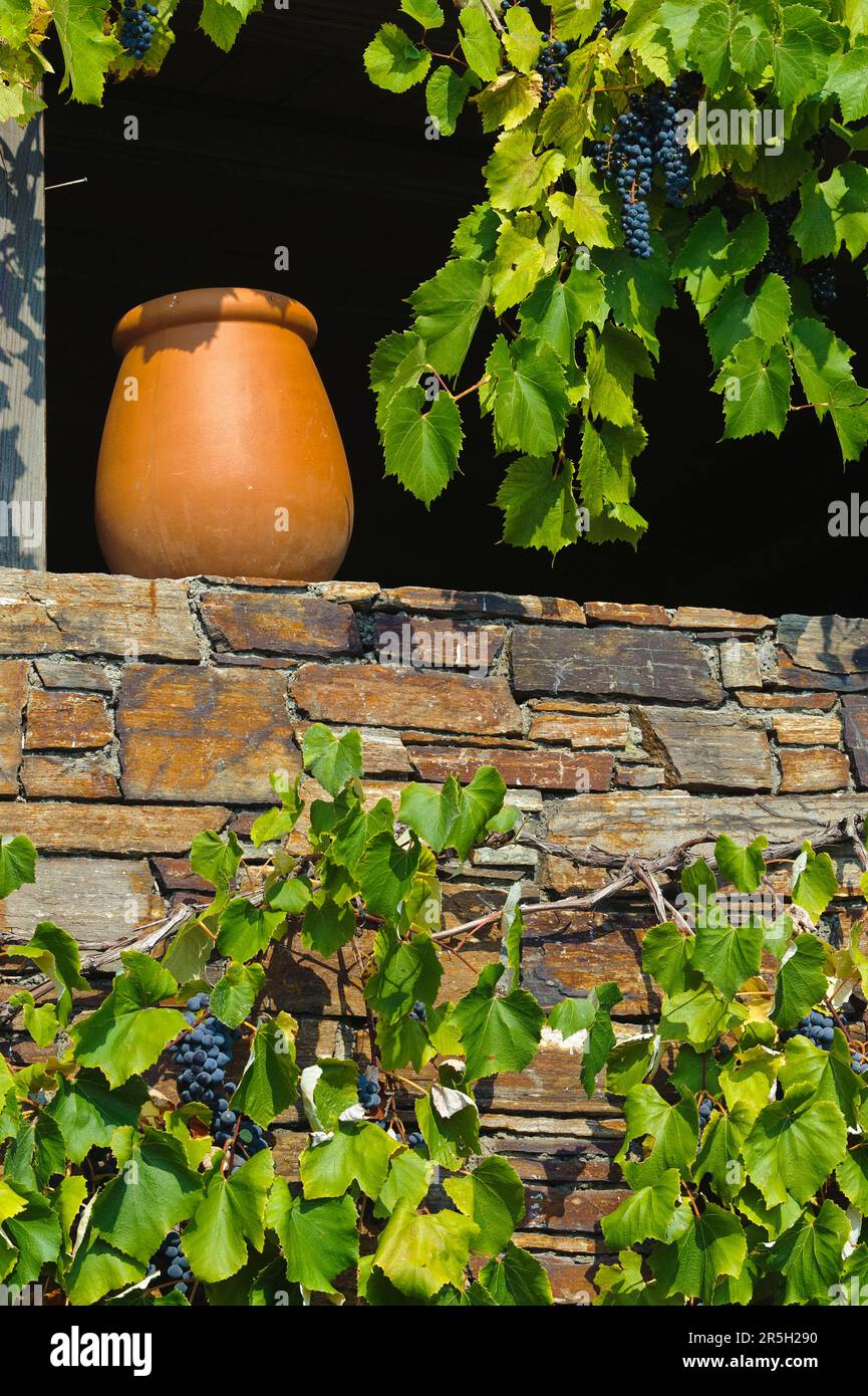 Grape vine arbour hi-res stock photography and images - Alamy