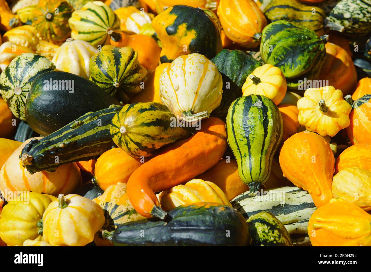 Ornamental pumpkins (Cucurbita), pumpkin, ornamental squash Stock Photo ...